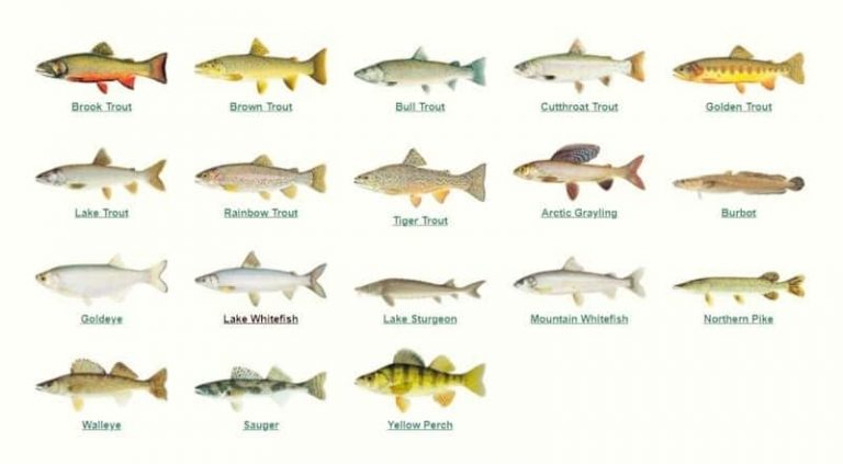 Alberta Sport: competitions, games, and outdoor activities